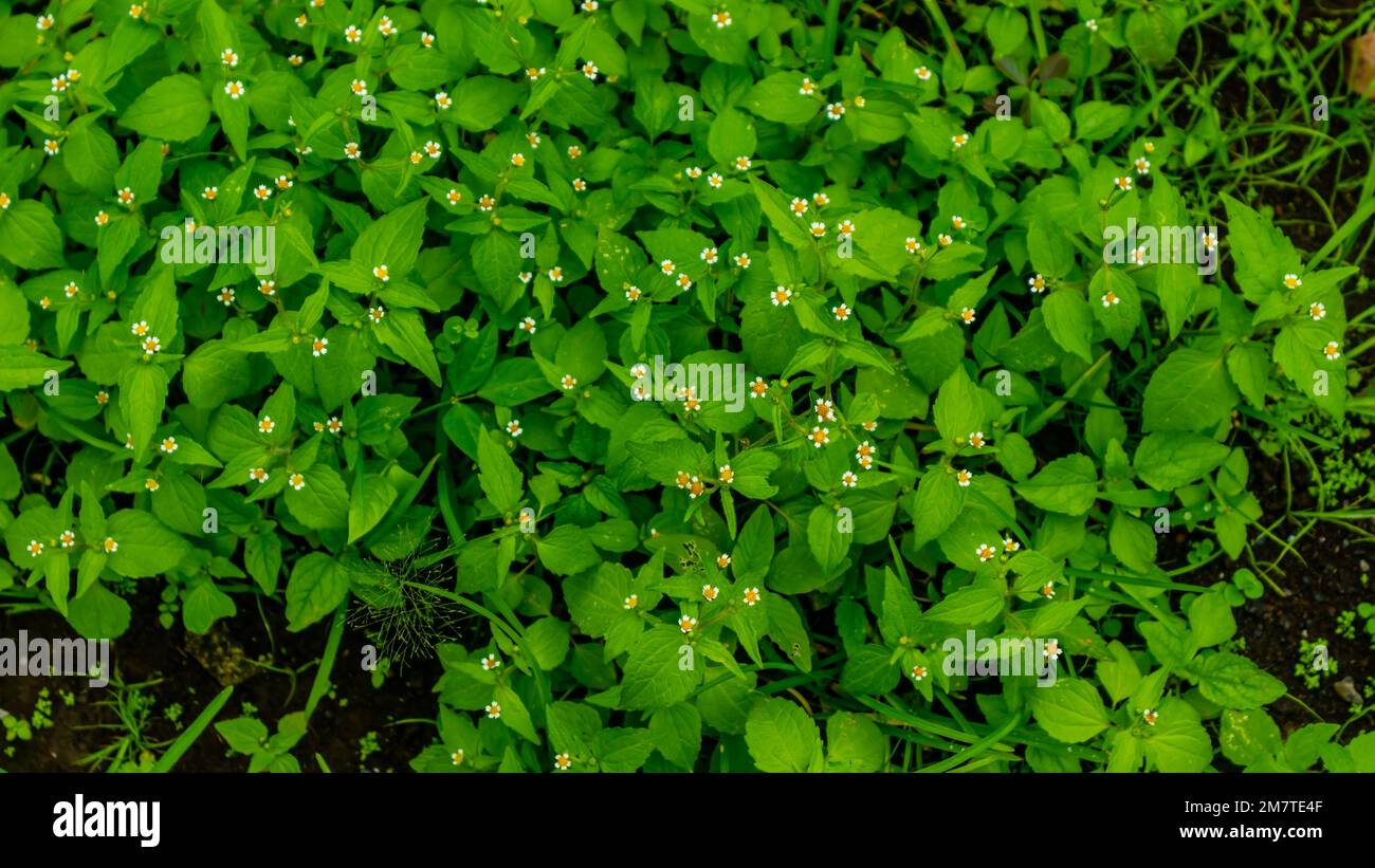 beautiful and amazing green little weed plant Stock Photo - Alamy