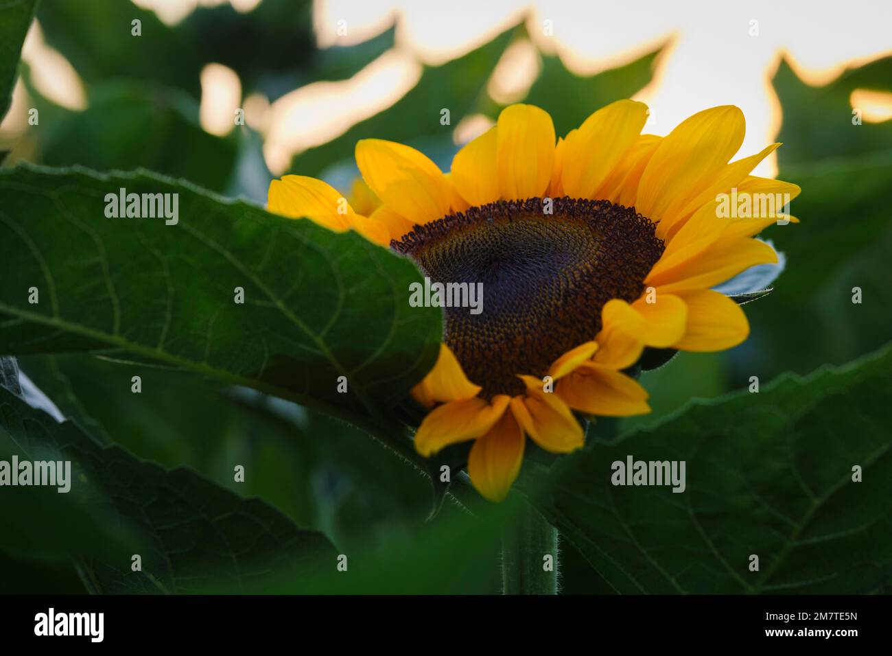 sunflower portrait in tropical country Stock Photo - Alamy