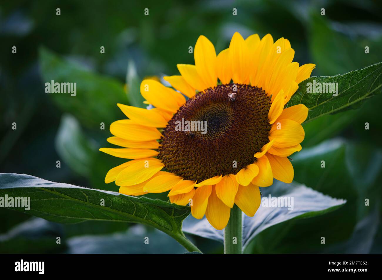 Portrait view of sunflowers hi-res stock photography and images - Alamy