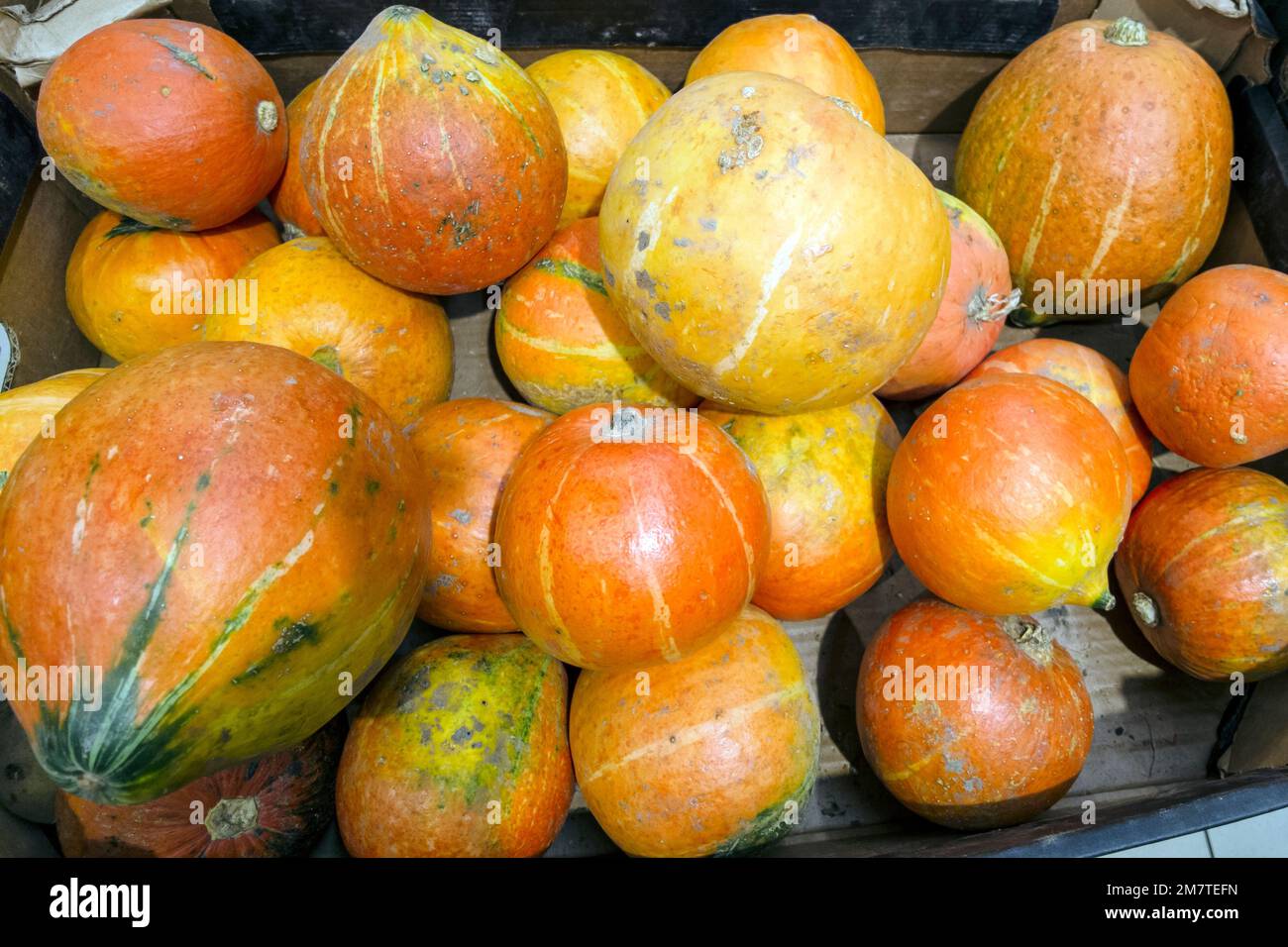 pumpkins in the store. pumpkins of different varieties close-up Stock ...