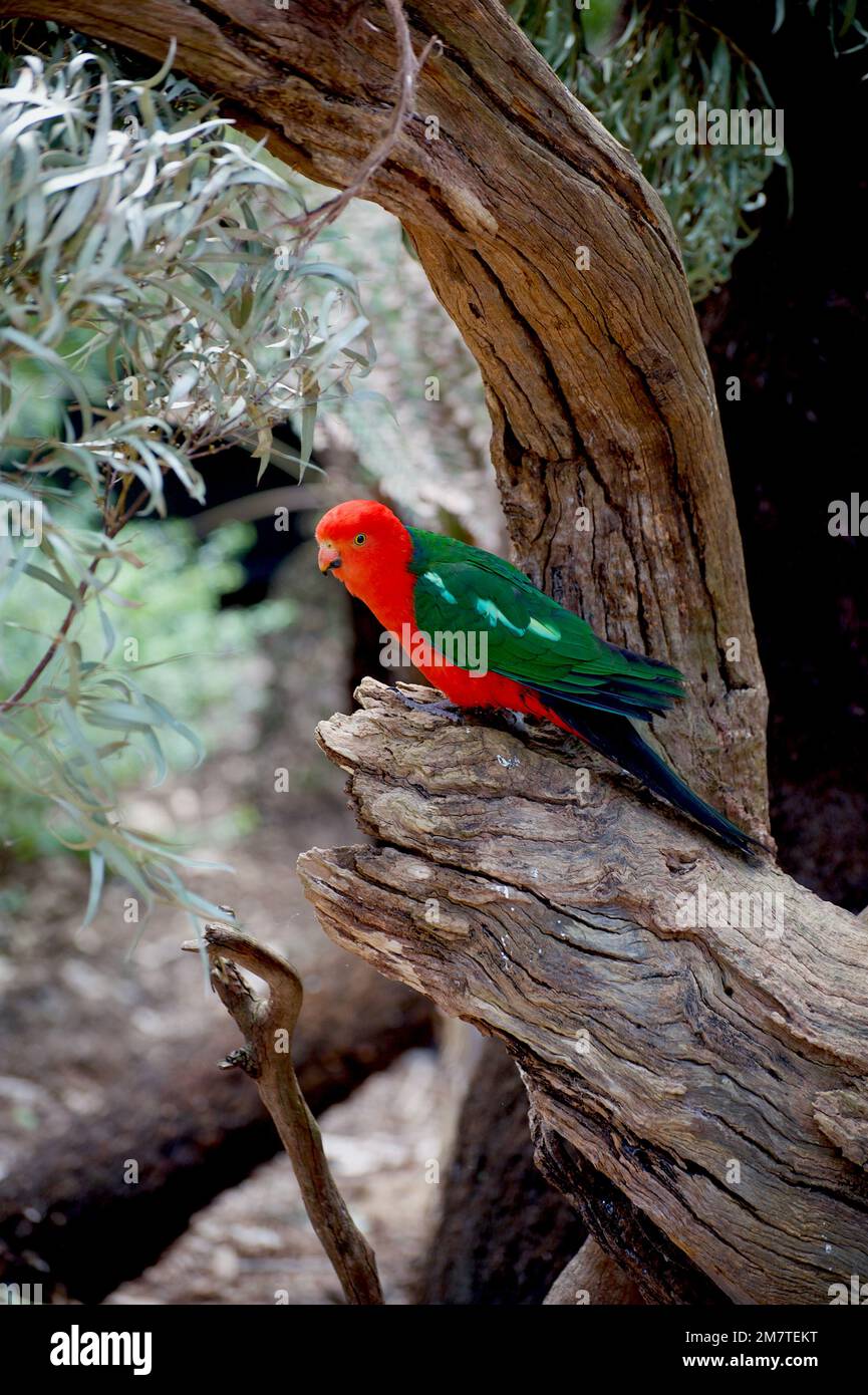 Male Australian King Parrots (Alisterus Scapularis) have vivid red ...