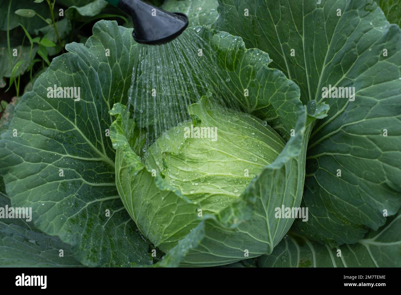 Farmer watering cabbage garden with water can Stock Photo - Alamy
