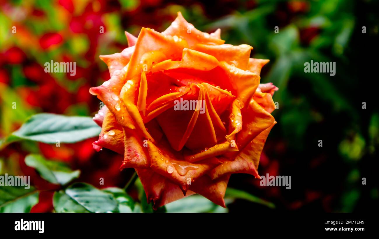 beautiful and amazing rose flower as background Stock Photo - Alamy
