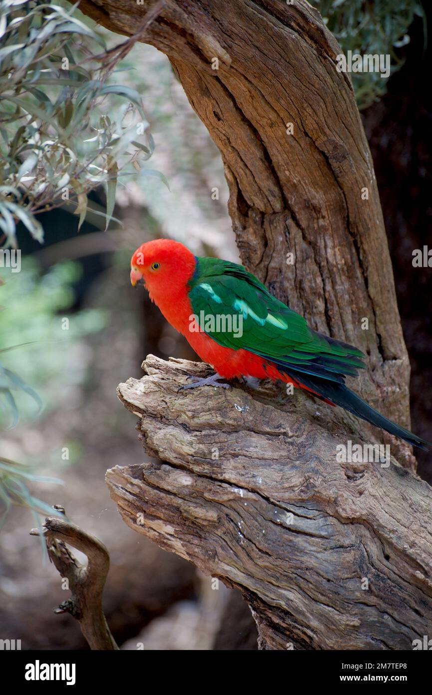 Male Australian King Parrots (Alisterus Scapularis) have vivid red ...