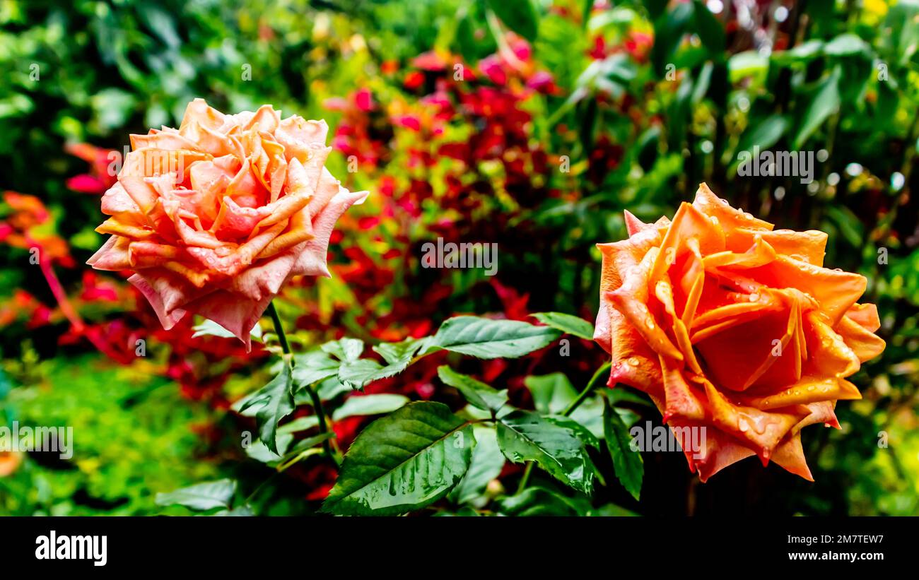 beautiful and amazing rose flower as background Stock Photo - Alamy
