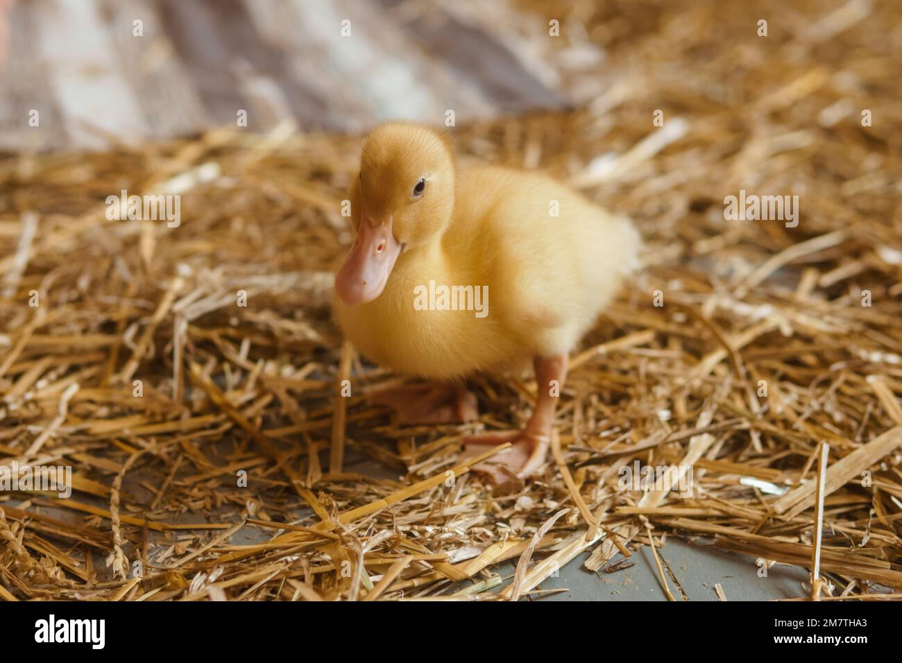 Yellow ducks hi-res stock photography and images - Alamy