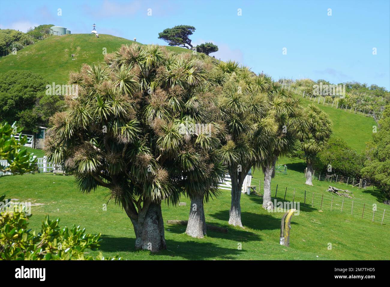 Cluster of Palm Trees in Spring Stock Photo - Alamy