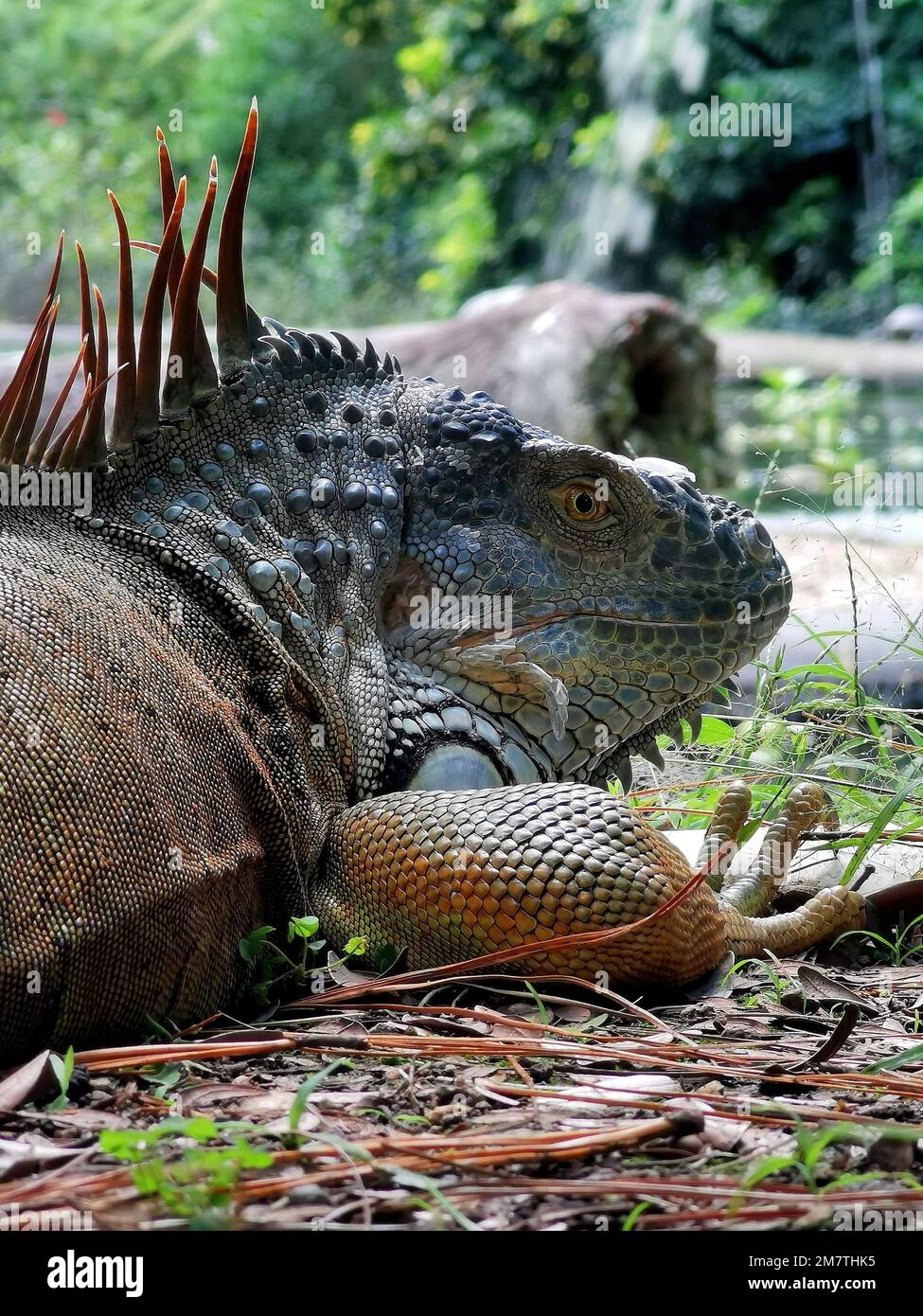 A vertical close-up of a common iguana (Iguana iguana) looking aside ...