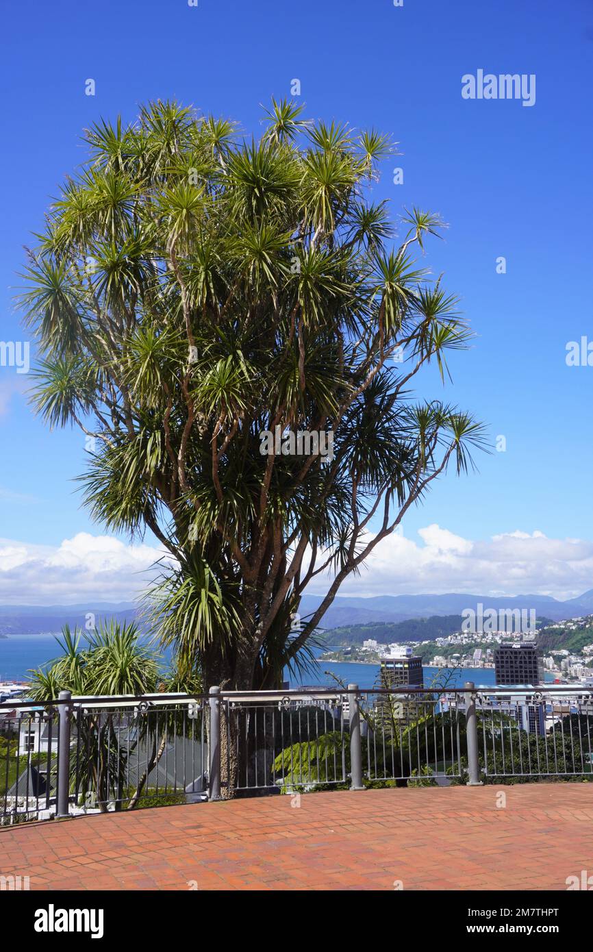 Huge Tree at the Wellington Cable Car Lookout Stock Photo - Alamy