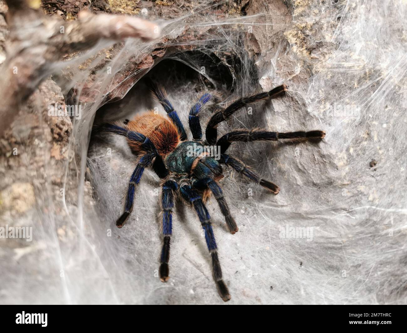 Green Bottle Blue Tarantula Webbing