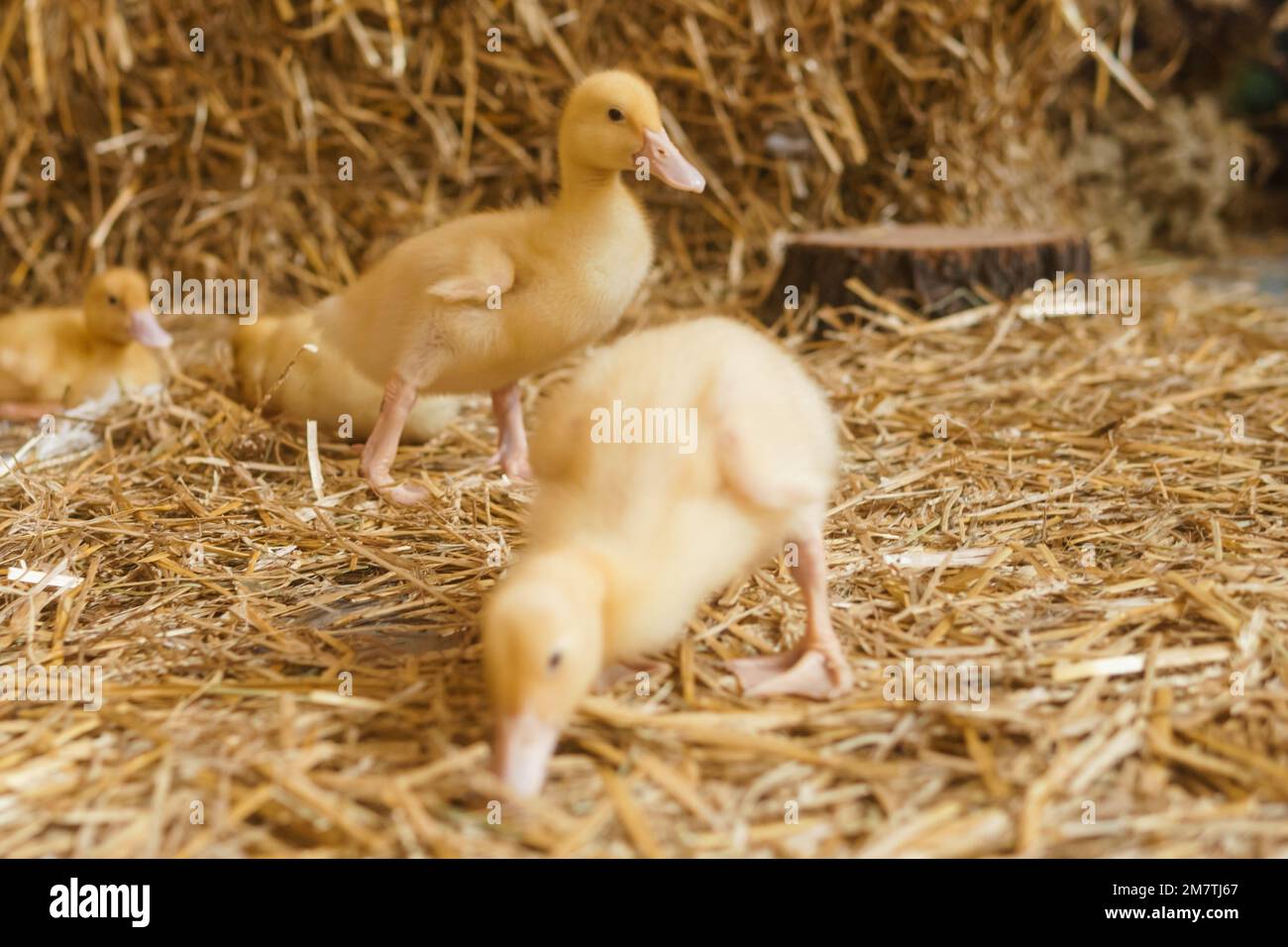 Yellow ducks hi-res stock photography and images - Alamy