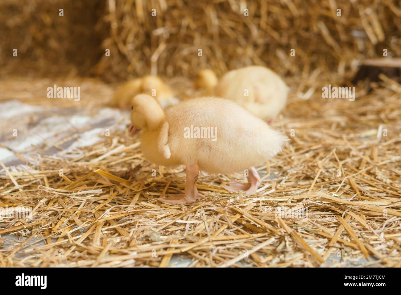 Live yellow ducks next to fresh hay close-up. the concept of raising ...
