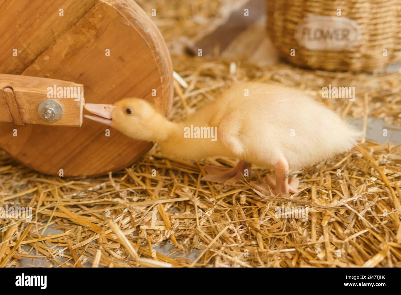 Yellow ducks hi-res stock photography and images - Alamy
