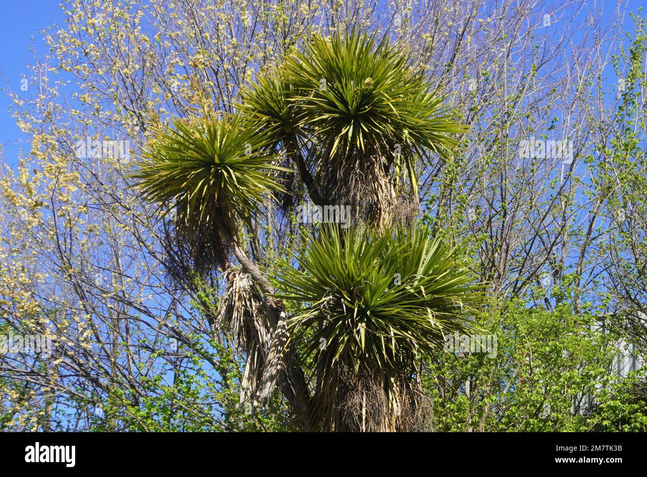 Palm Tree Fireworks in Spring Stock Photo - Alamy