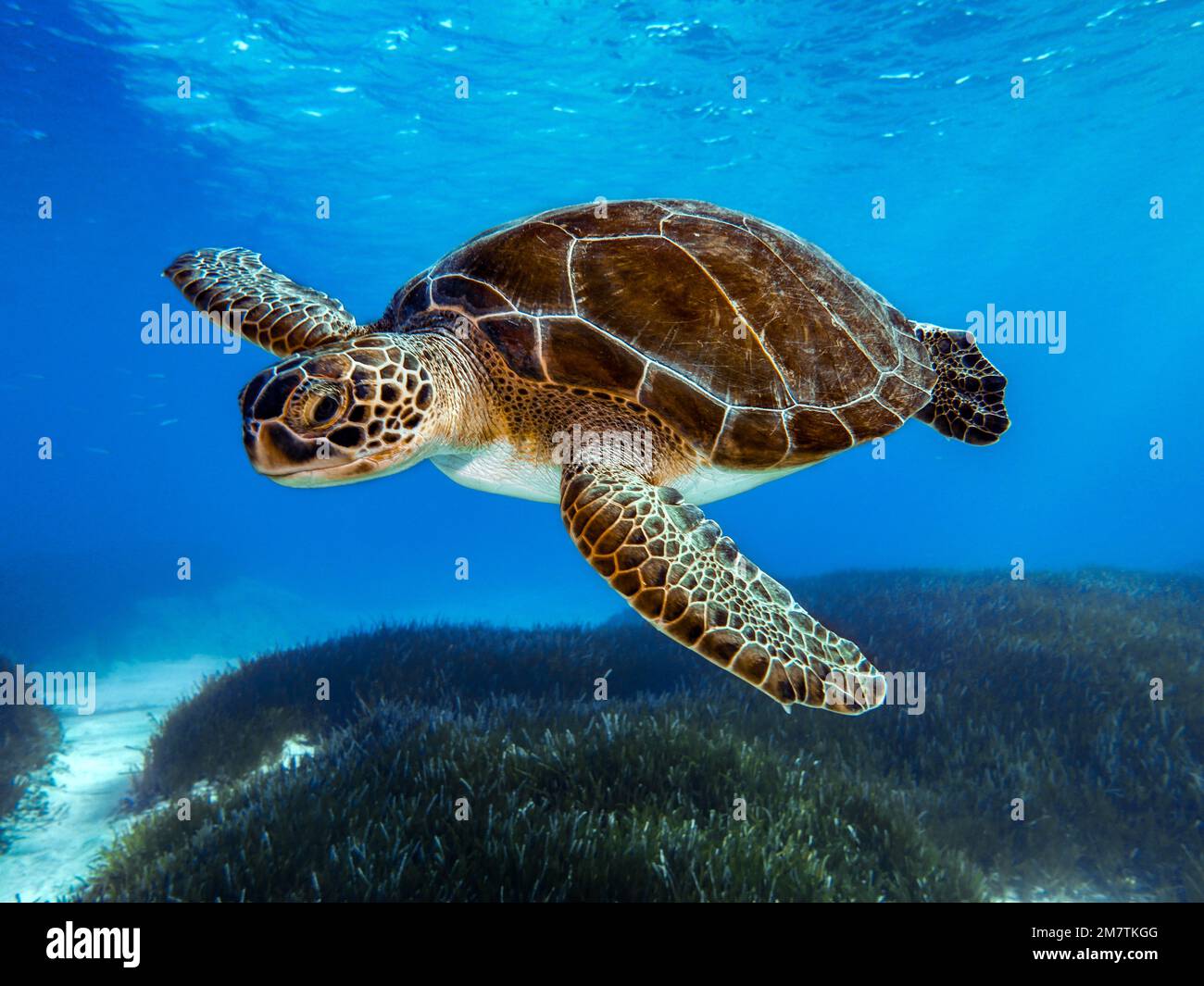 Green sea turtle cyprus hi-res stock photography and images - Alamy