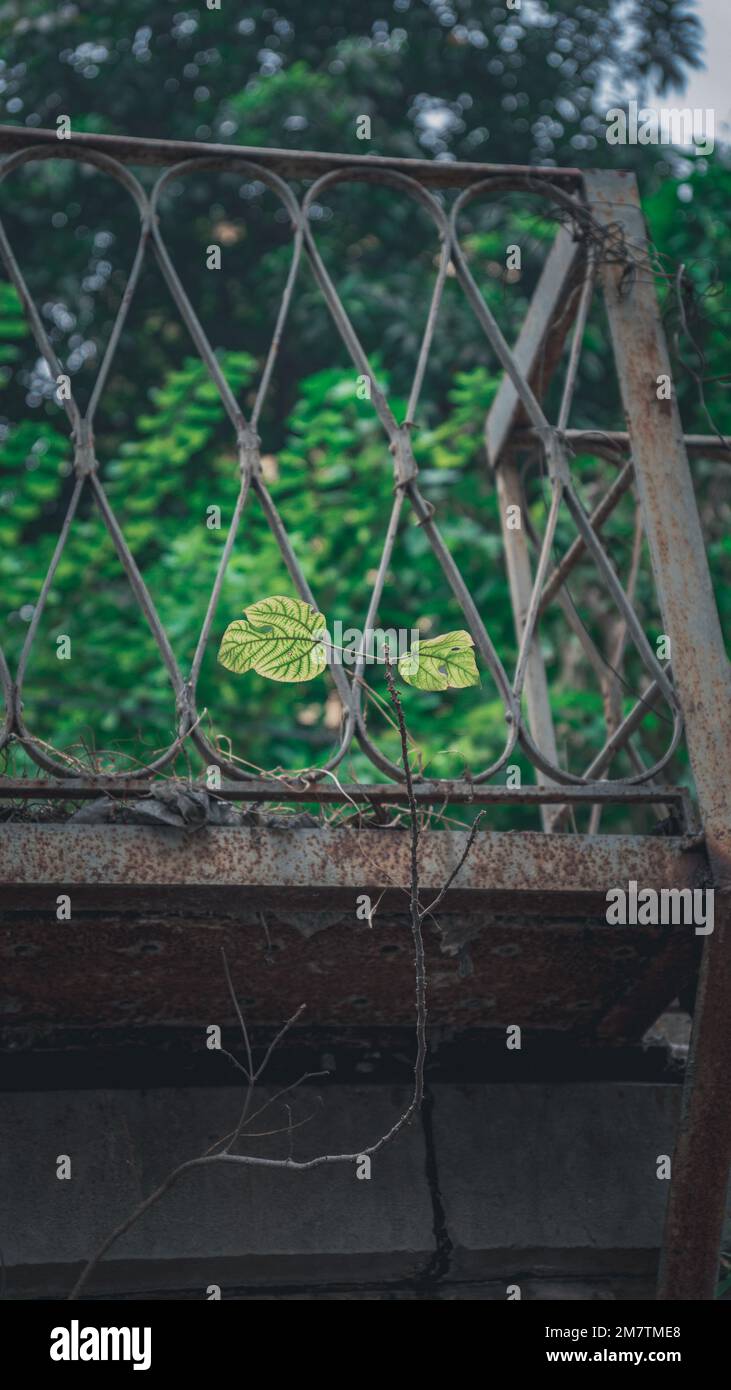 Strong leaves hi-res stock photography and images - Alamy