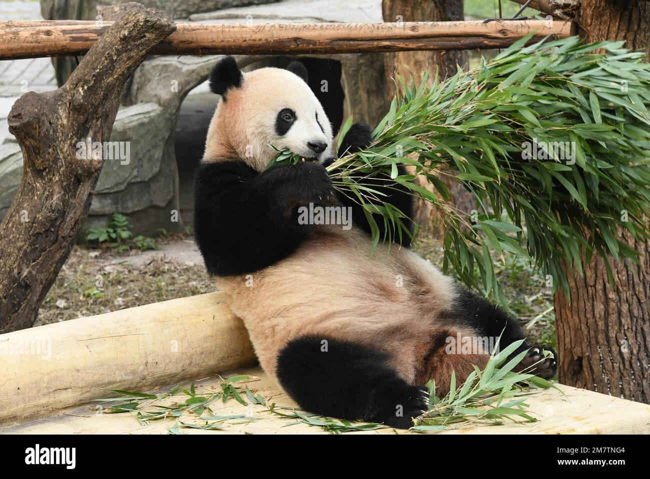 **CHINESE MAINLAND, HONG KONG, MACAU AND TAIWAN OUT** Giant pandas ...