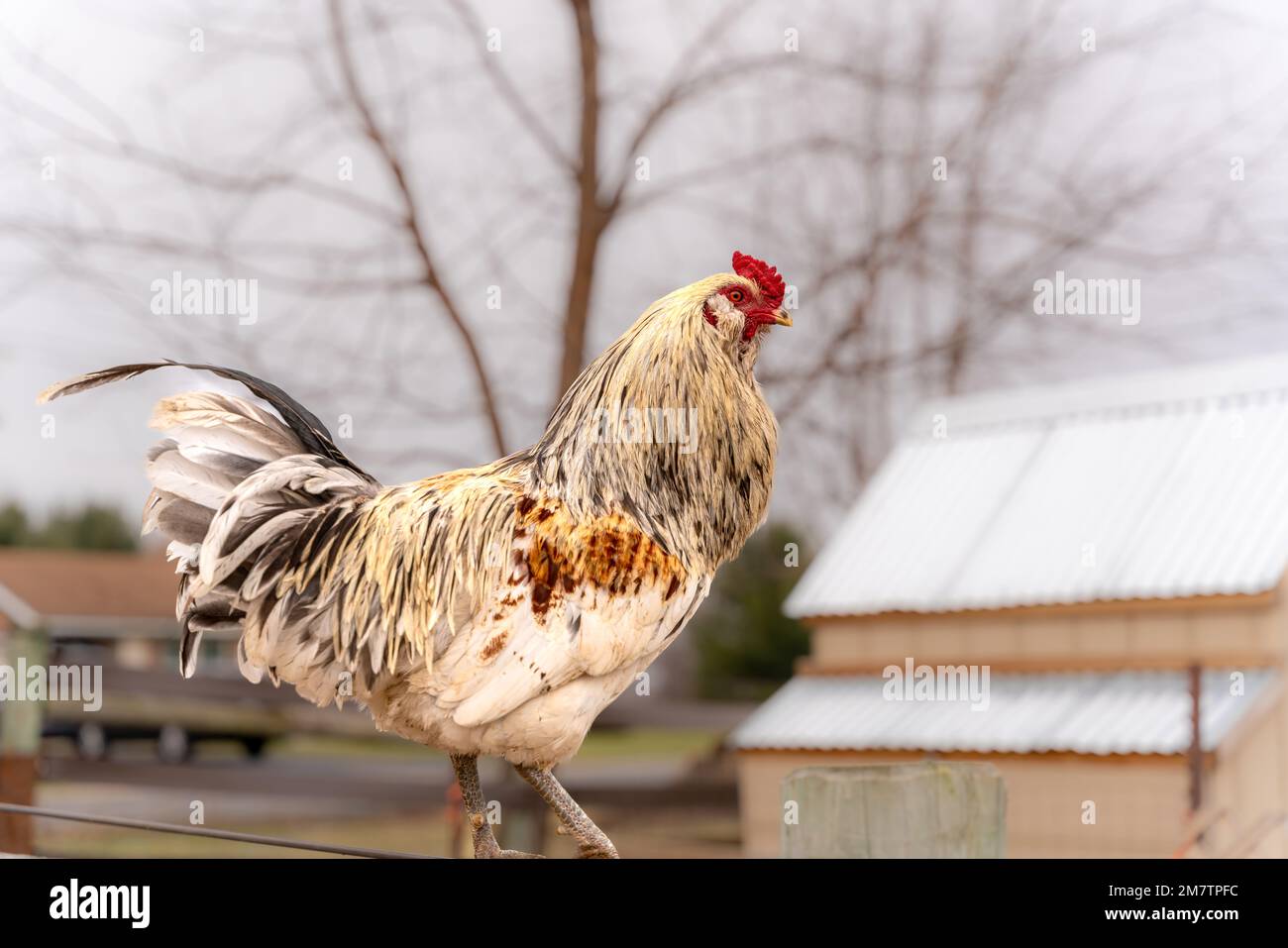 Curious chicken keeping a watchful eye on the situation Stock Photo - Alamy