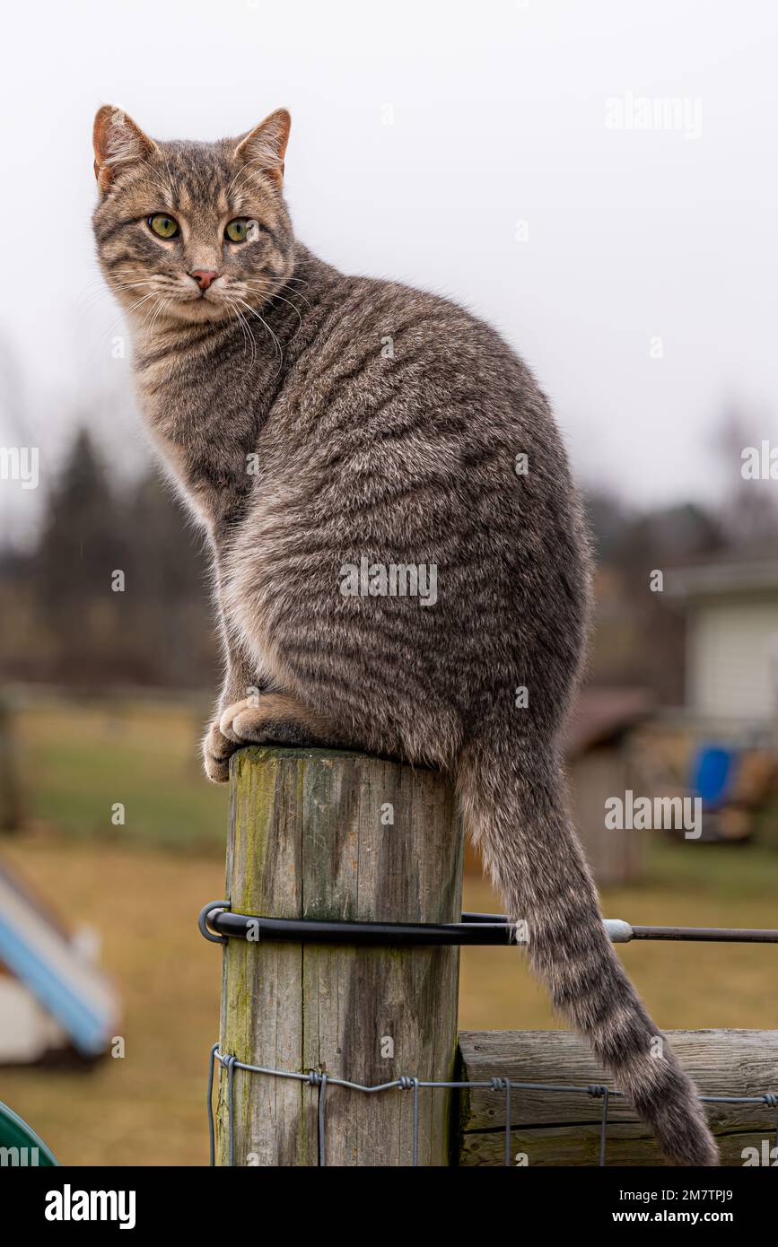 Cute gray farm cat sitting on a fence post looking over left shoulder ...