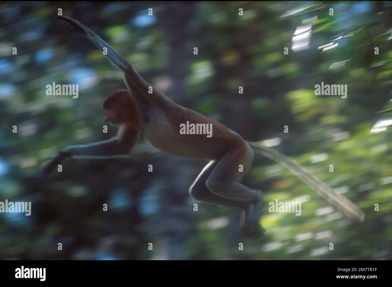 Proboscis Monkey (Nasalis larvatus) jumping, Endangered and endemic to ...