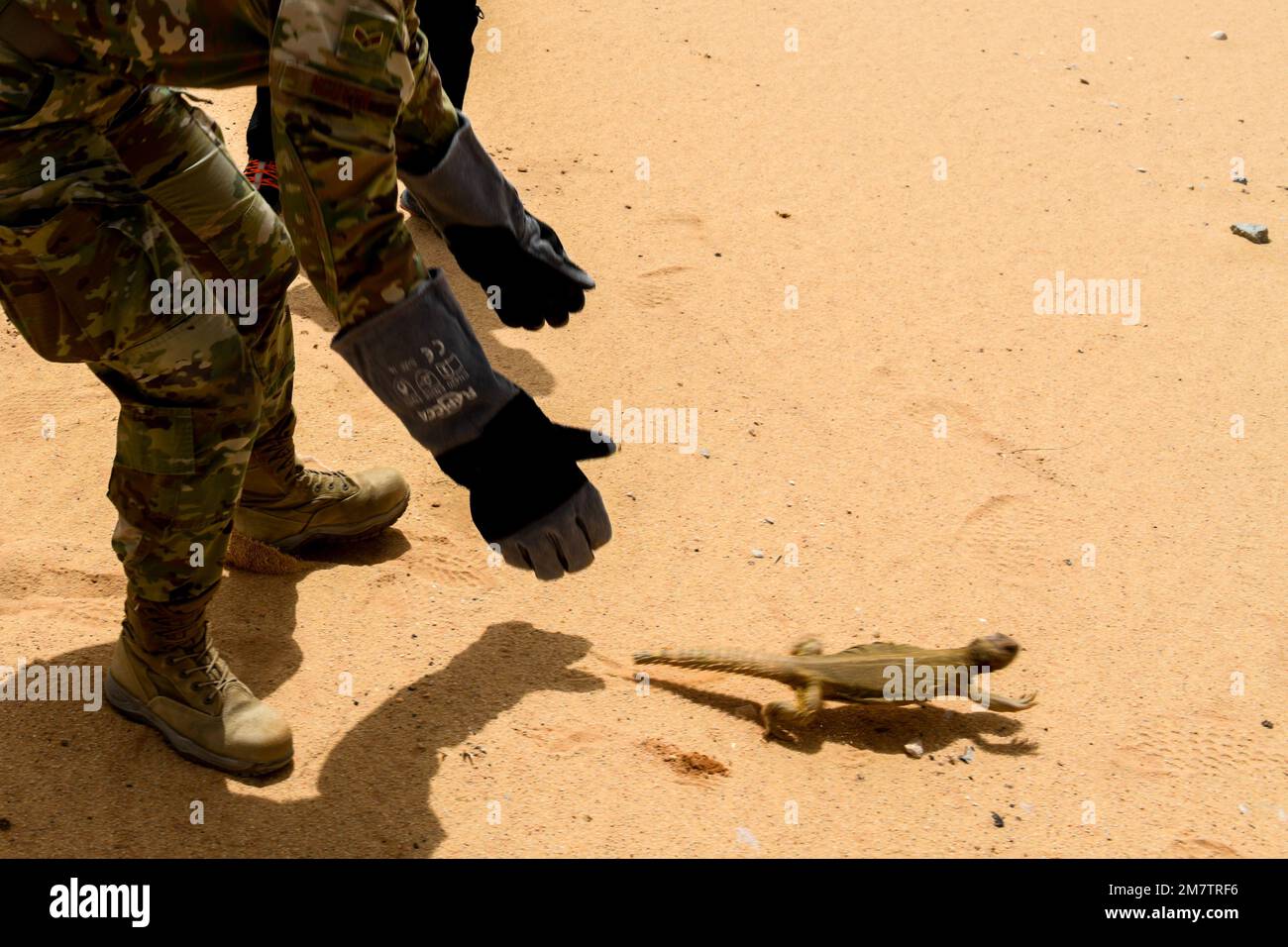 An Arabian spiny-tailed lizard runs free from Senior Airman Anh Nguyen ...