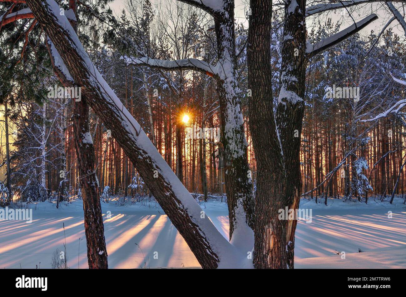 Serene winter wonderland background from hi-res stock photography and ...