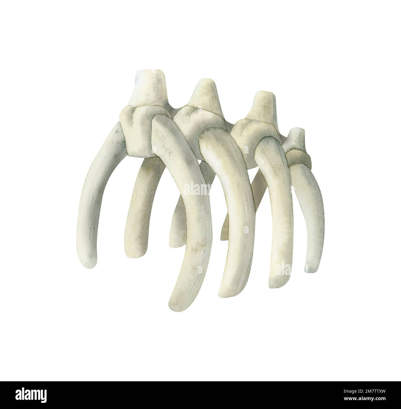 Dinosaur rib bones, watercolor skeleton fragment of ancient animal ...