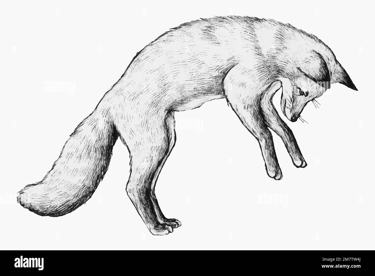 Vulpes vulpes vector vectors Stock Vector Images - Alamy