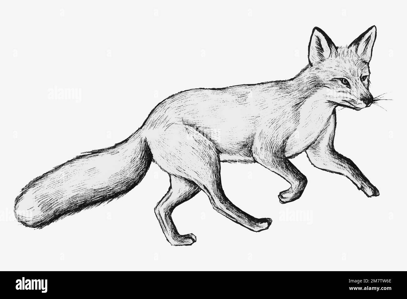 Cute hand drawn fox vector Stock Vector Image & Art - Alamy
