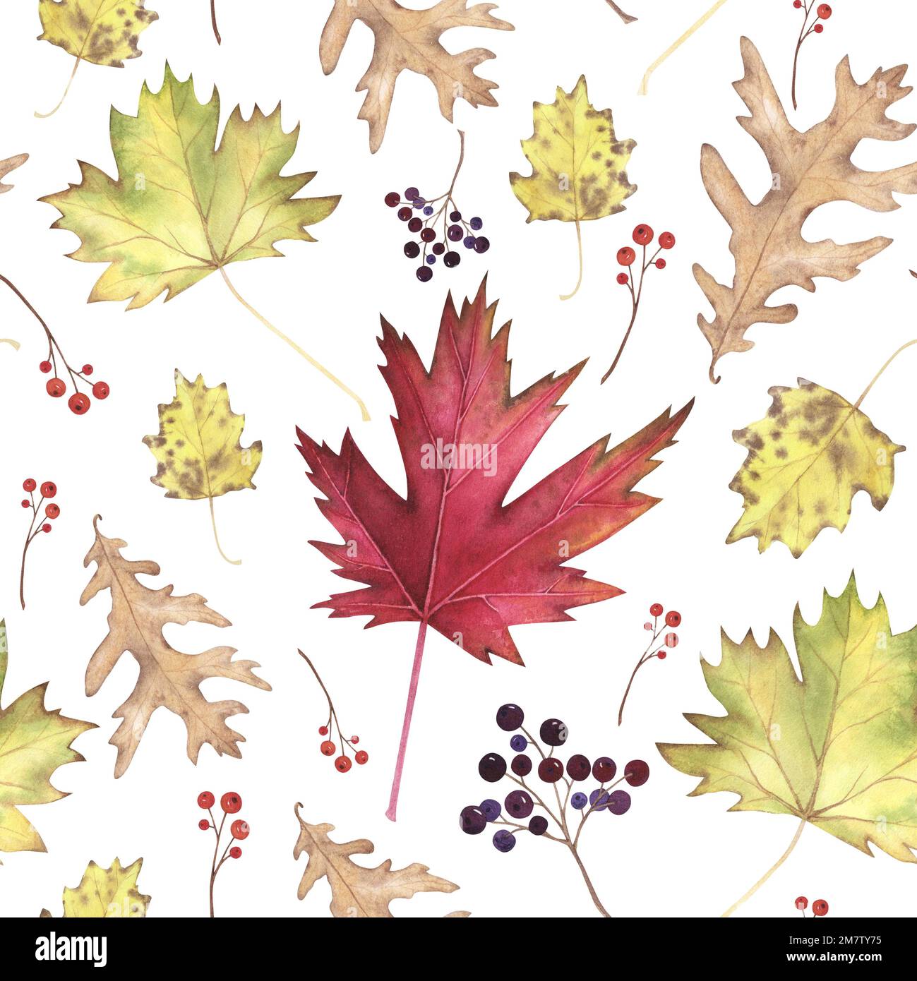 Autumn leaf maple, oak, poplar seamless pattern on white background ...