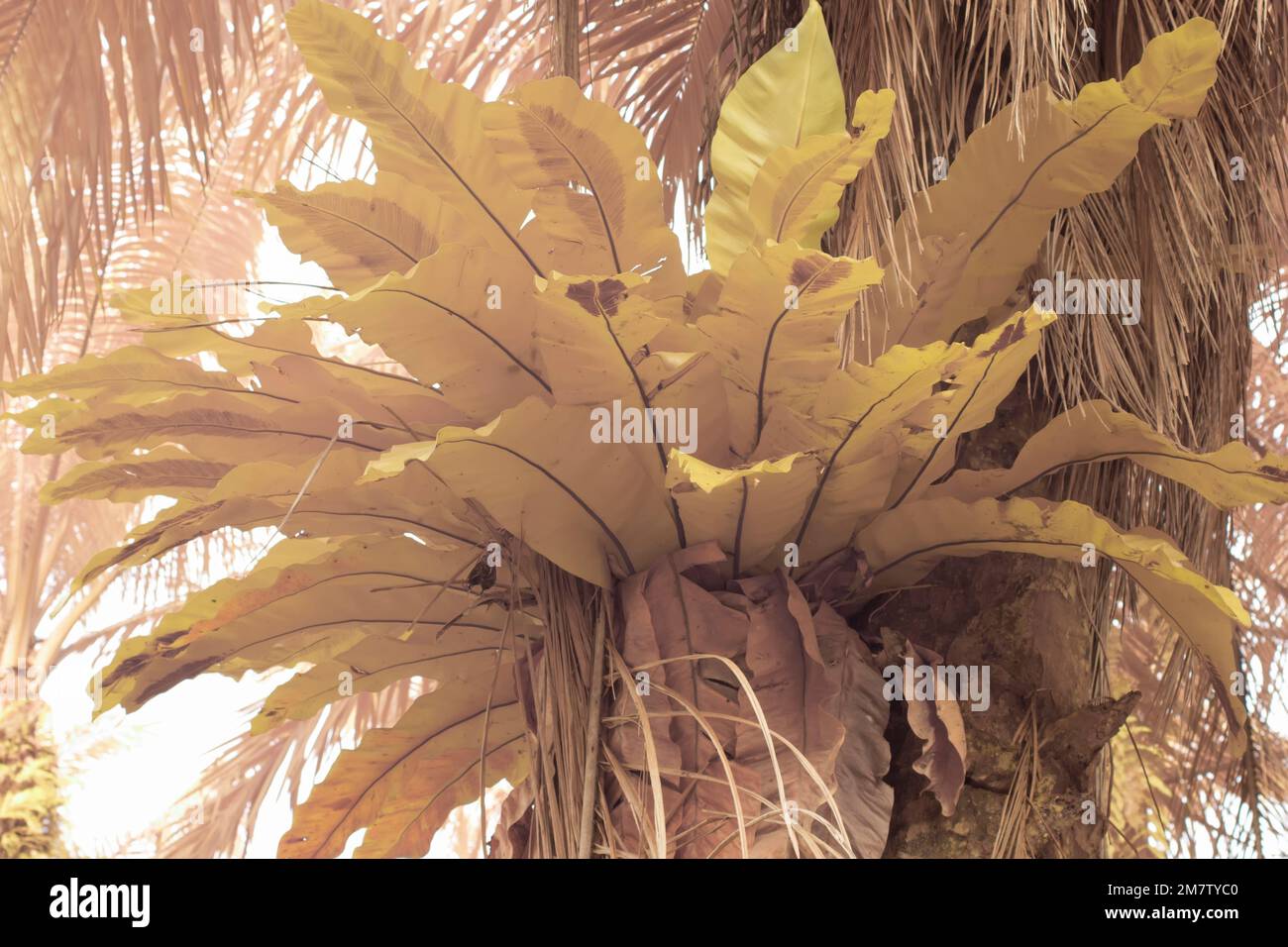 the wild bird's nest fern growing on oil palm trunk Stock Photo - Alamy