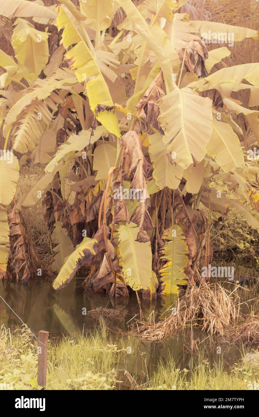 flooded farm surrounding the banana tree after heavy rain Stock Photo ...