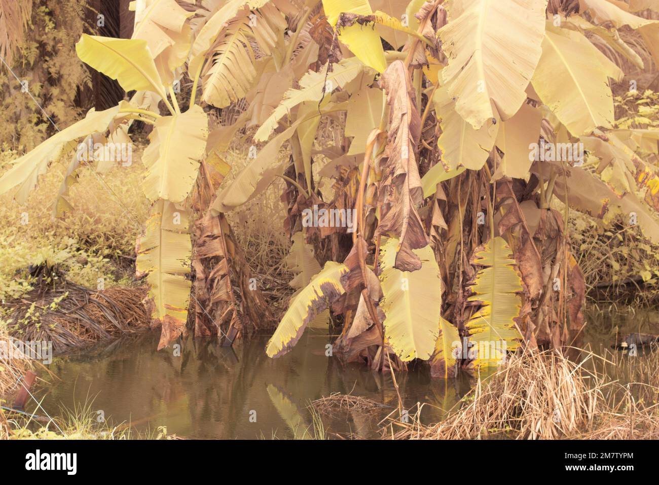 flooded farm surrounding the banana tree after heavy rain Stock Photo ...