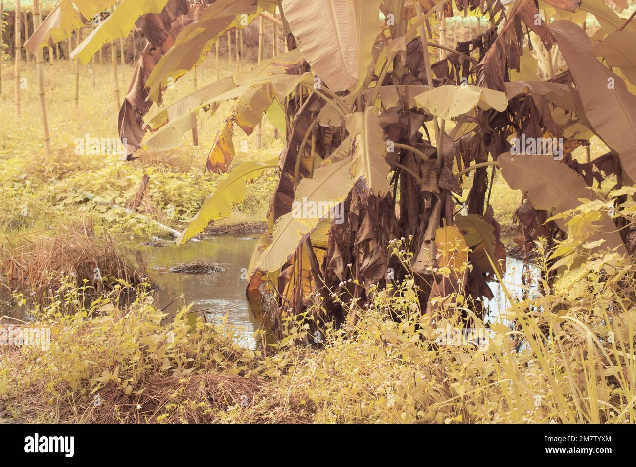 flooded farm surrounding the banana tree after heavy rain Stock Photo ...
