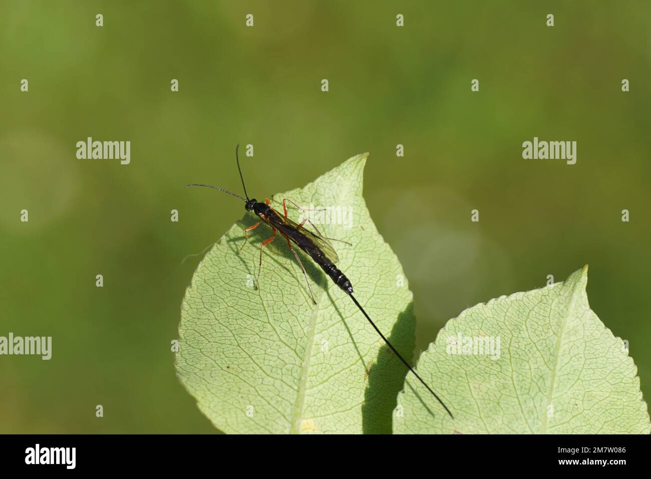 Female Ichneumon Wasp With A Long Ovipositor Walks Over A Pear Leaf