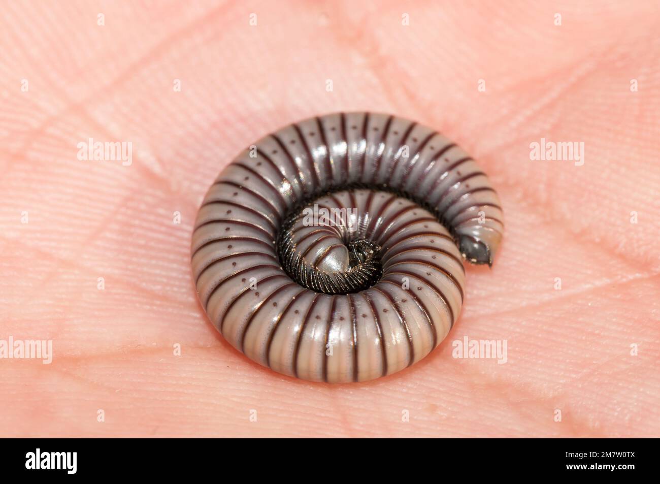 Millipede ommatoiulus rutilans hi-res stock photography and images - Alamy