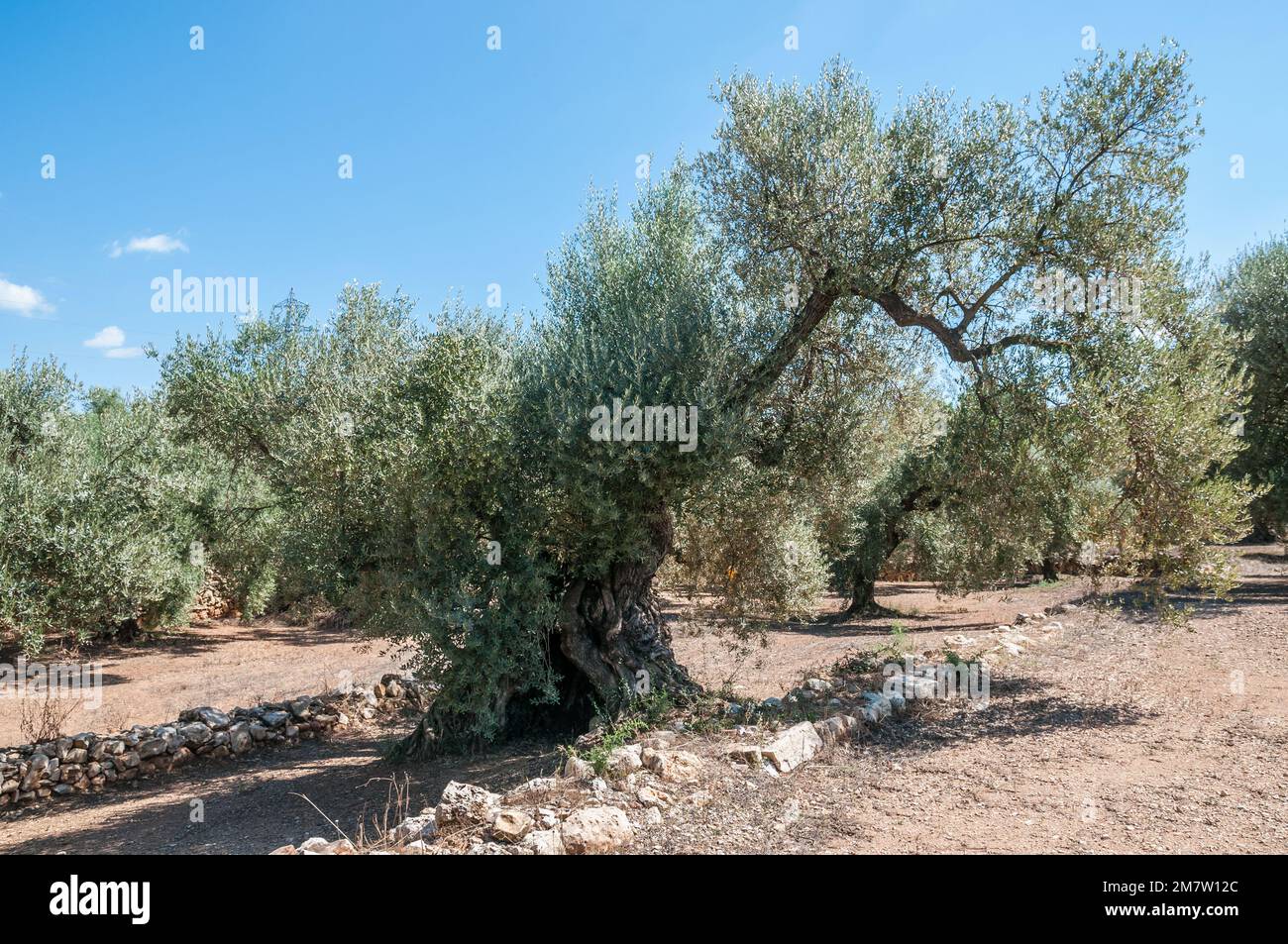 Worlds oldest olive trees hi-res stock photography and images - Alamy