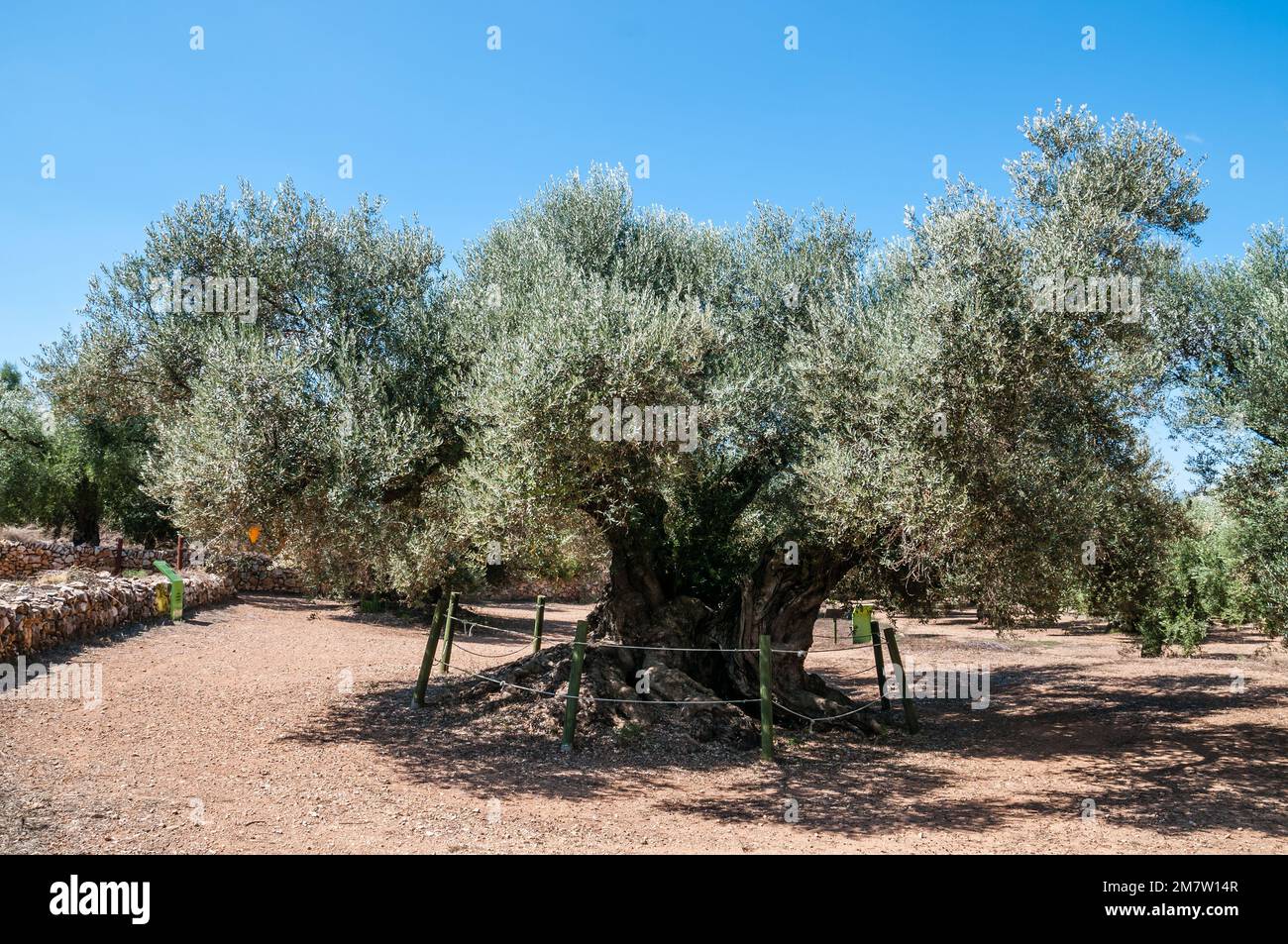 Millennial olive trees of Arión, Farga olive, traditional variety ...