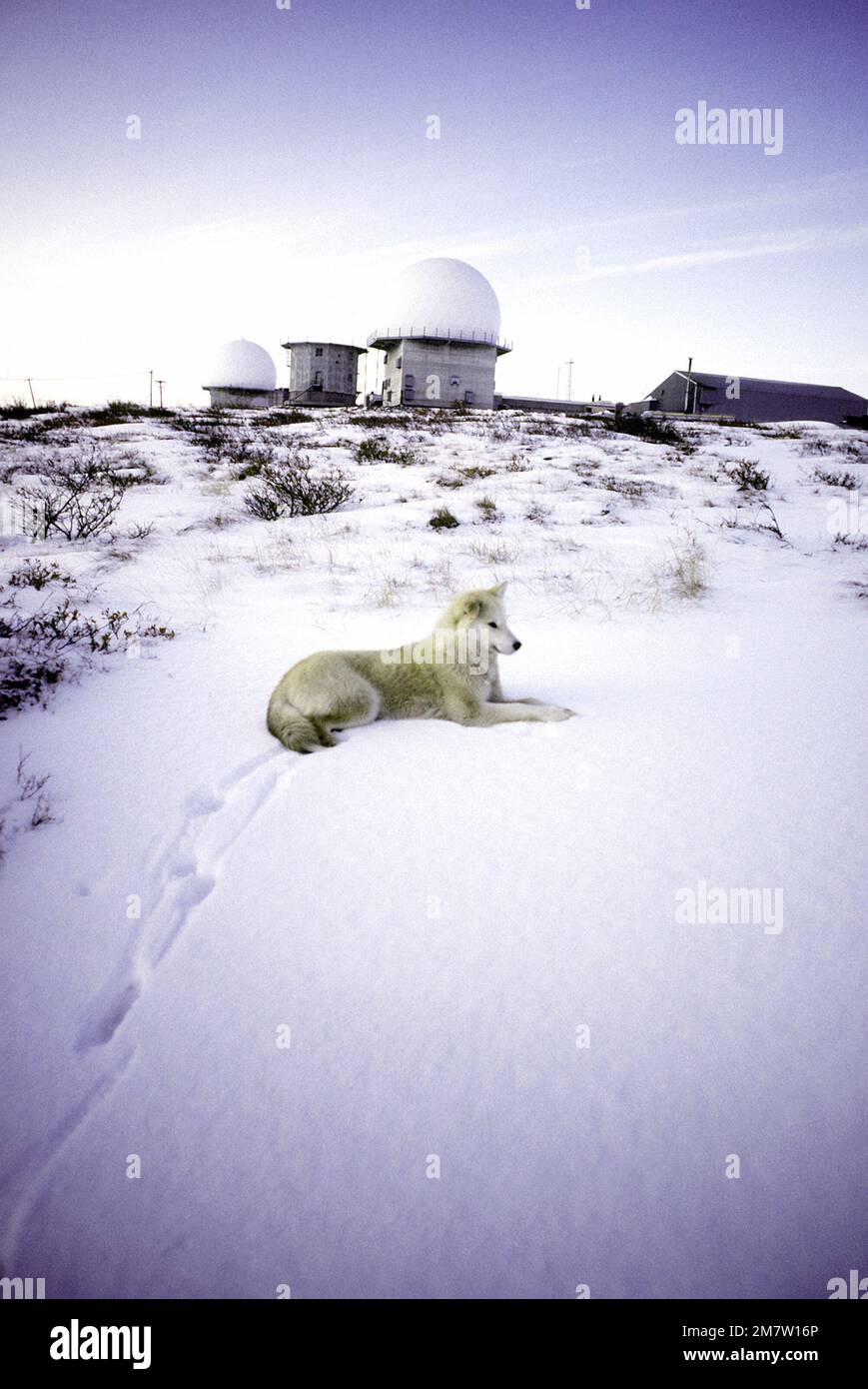 The station mascot, an Alaskan Malamute named Pup-Dog, lays in the snow ...