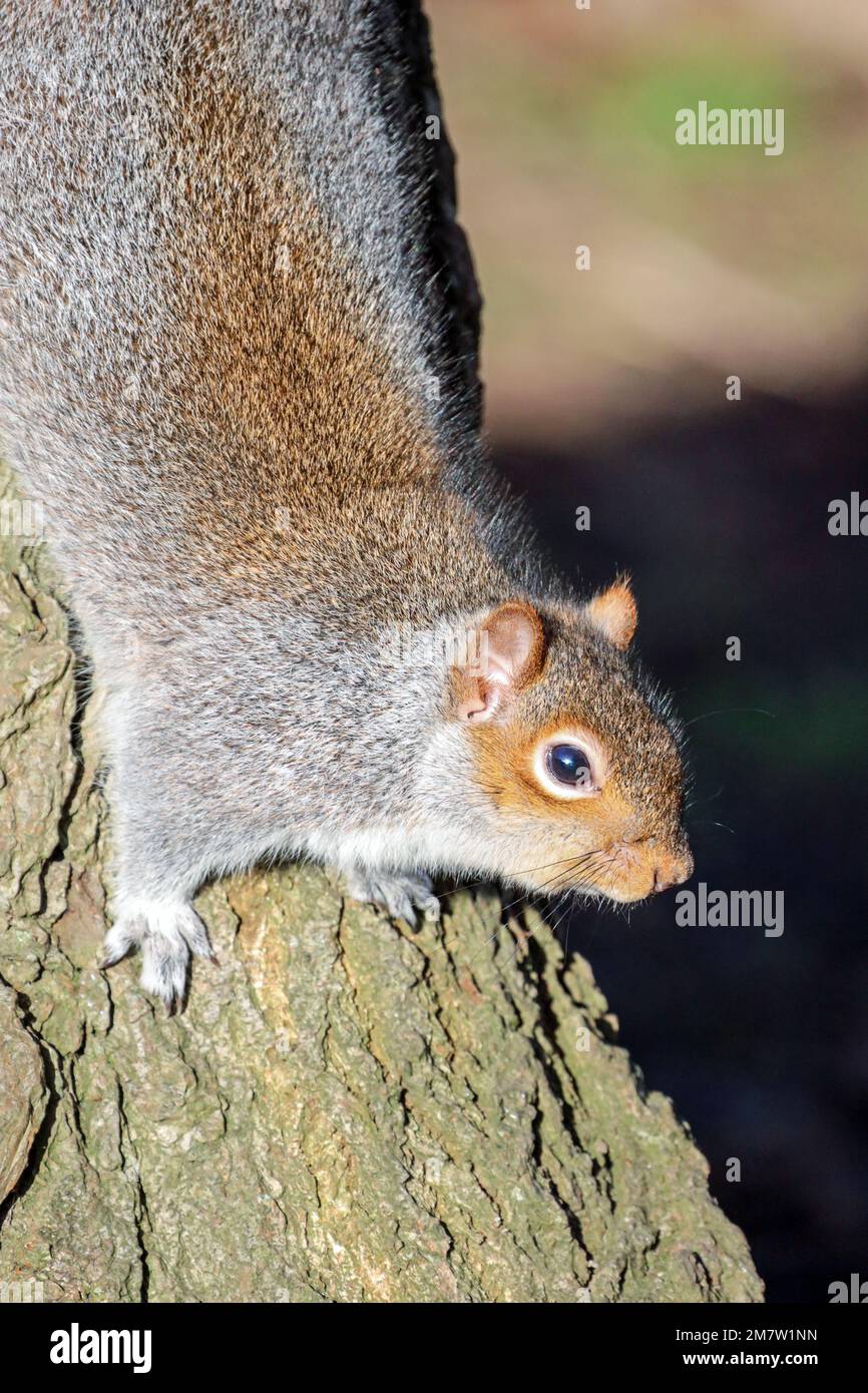Young Grey Squirrel on tree trunk at Devonport Park in Plymouth Devon ...