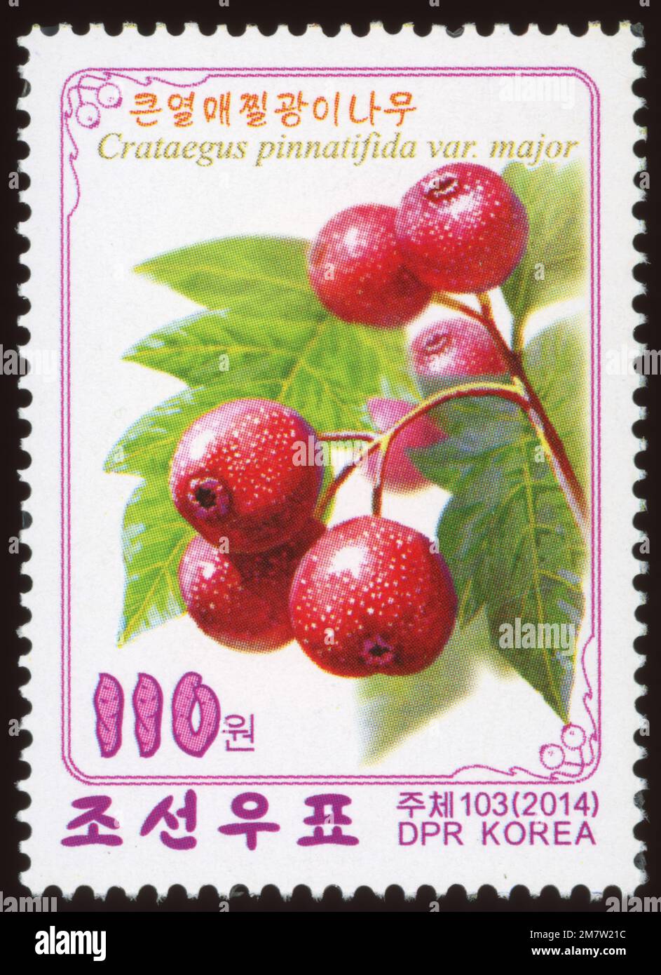 2014 North Korea stamps set. Medicinal Plants. Red berries of Chinese ...