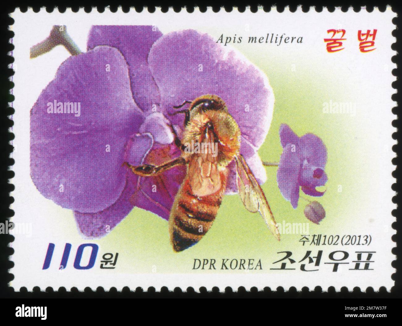 2013 North Korea stamp set. Bees & Orchids. Apis mellifera Stock Photo ...