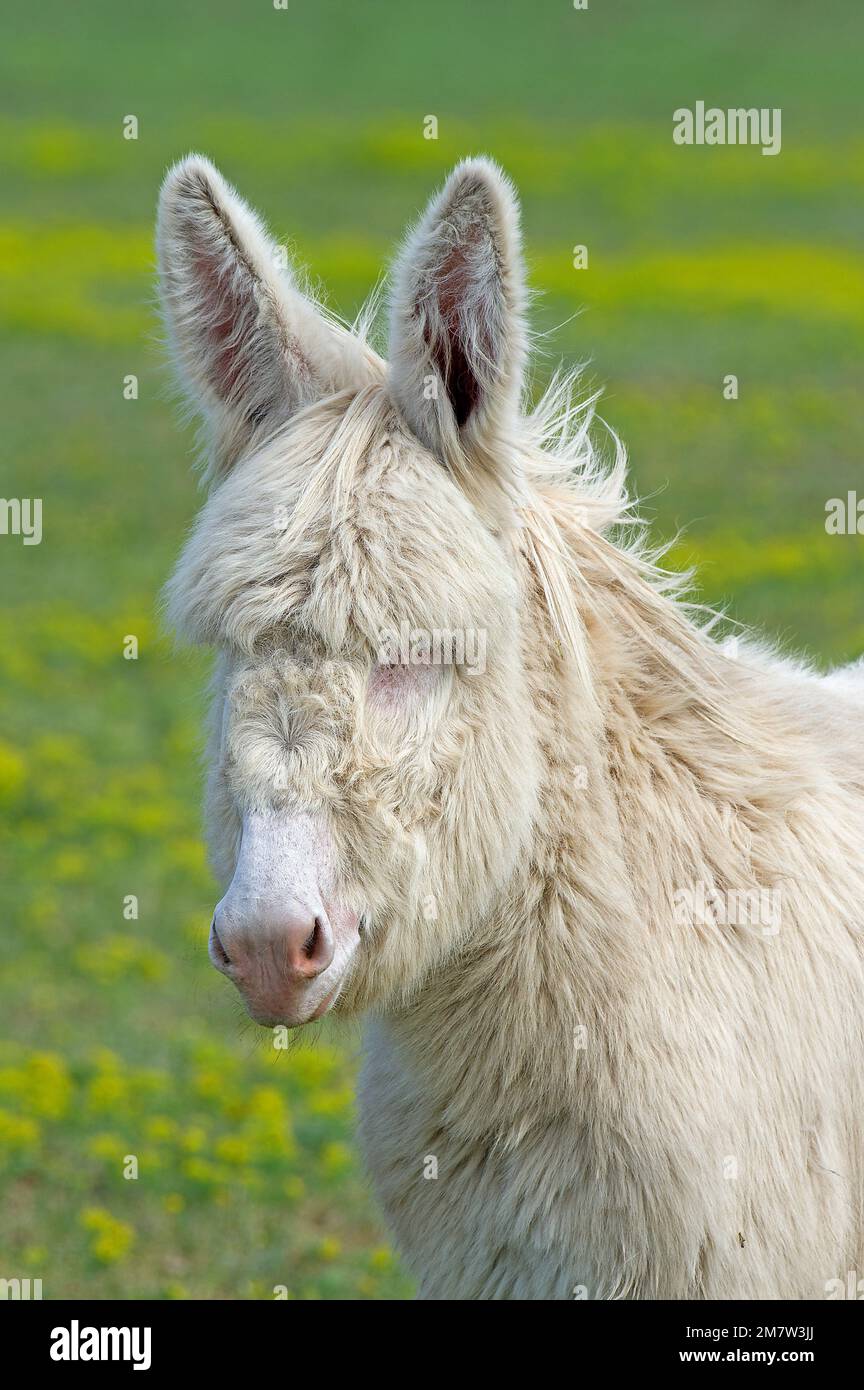 Austria hungarian white donkey hi-res stock photography and images - Alamy