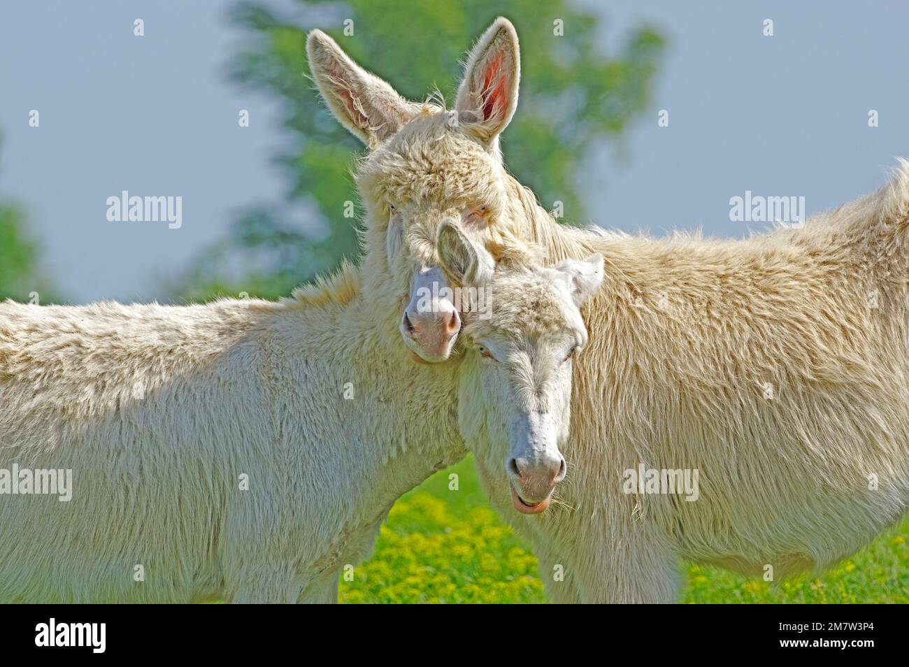 Two Austrian-Hungarian white donkeys in close contact, friends. They ...