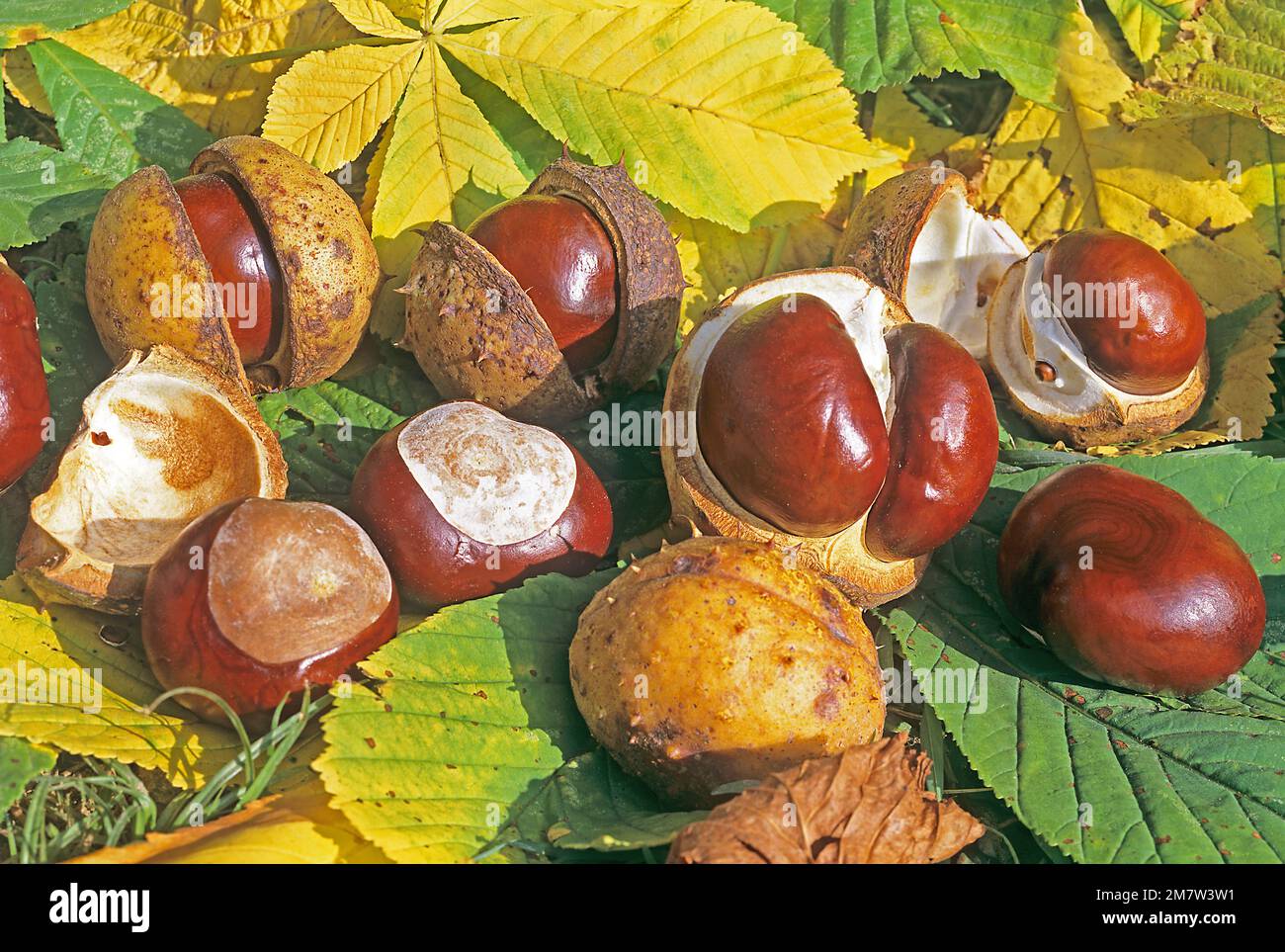Horse-chestnut: leaves, conkers and conker cases. Aesculus ...