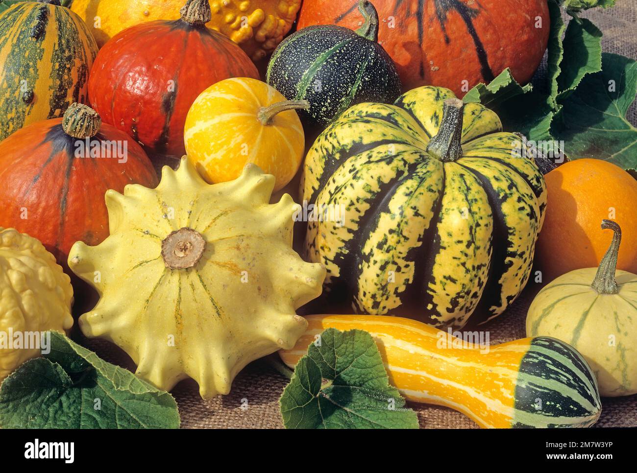 Autumn garden fruit. Various pumkins and gourds Stock Photo - Alamy