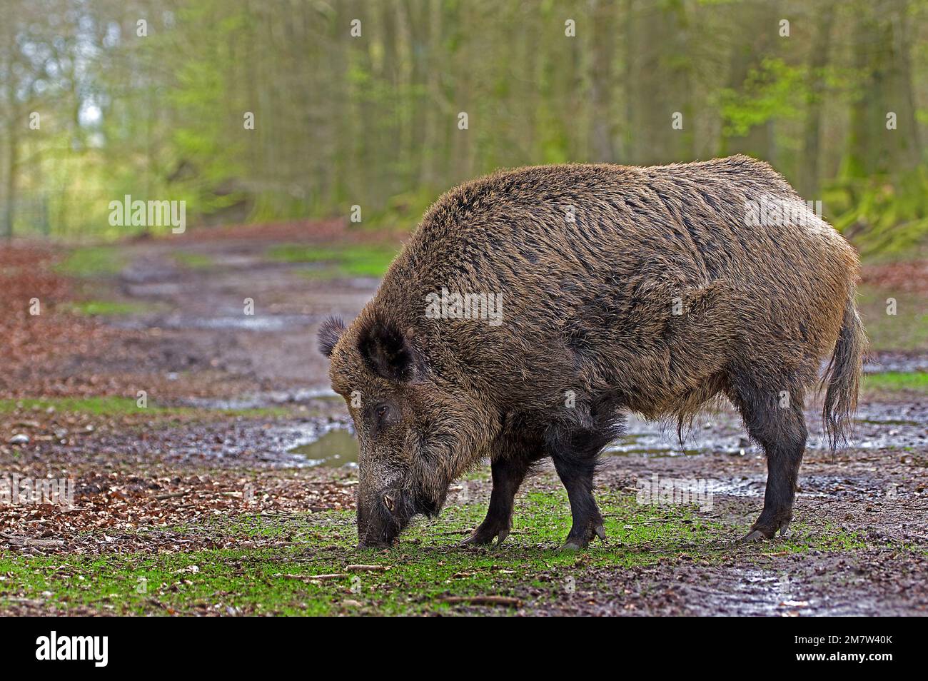 Wild boar male hi-res stock photography and images - Alamy