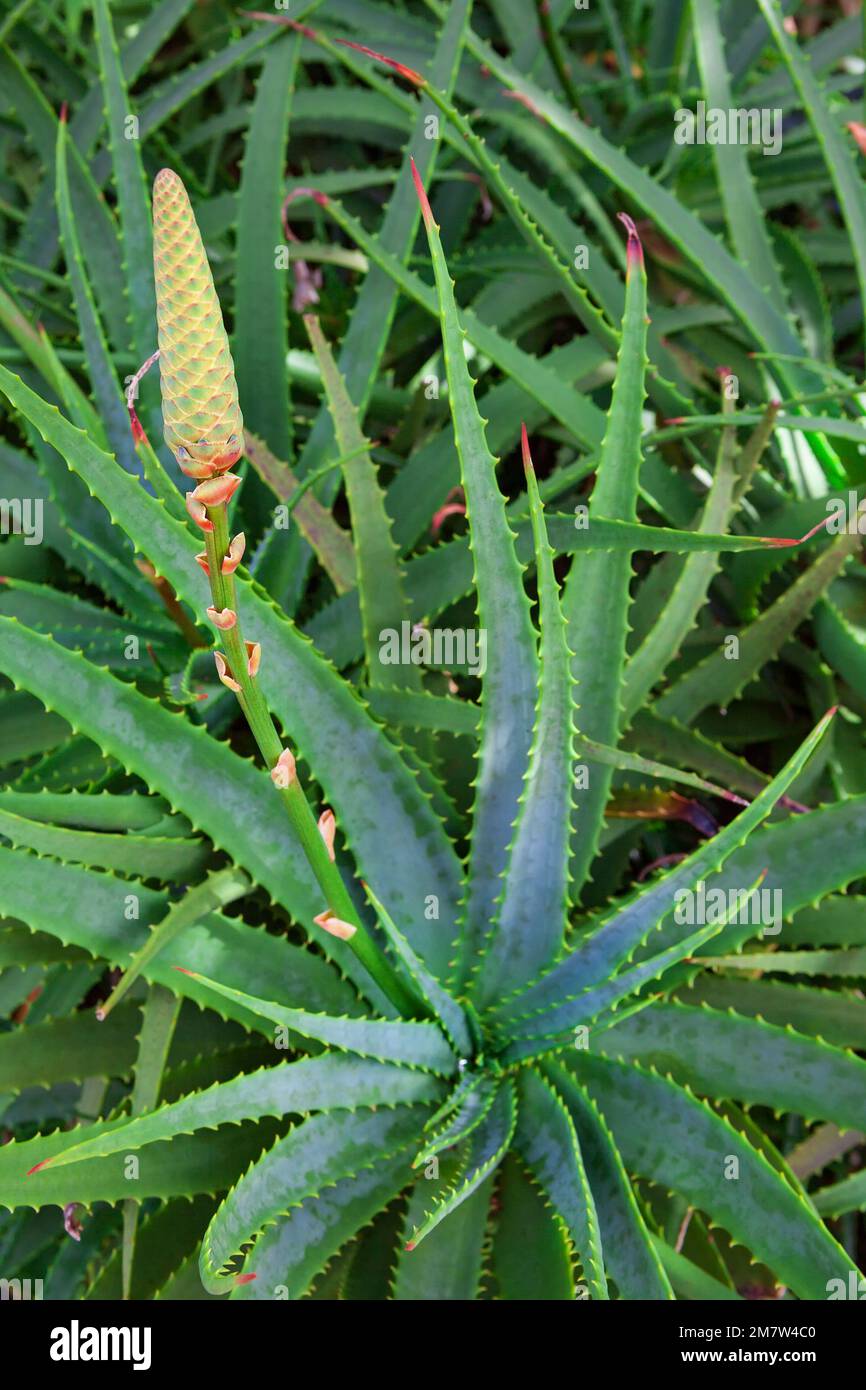 Growing Aloe vera plants. Stems with blooming red flowers. Farming at ...