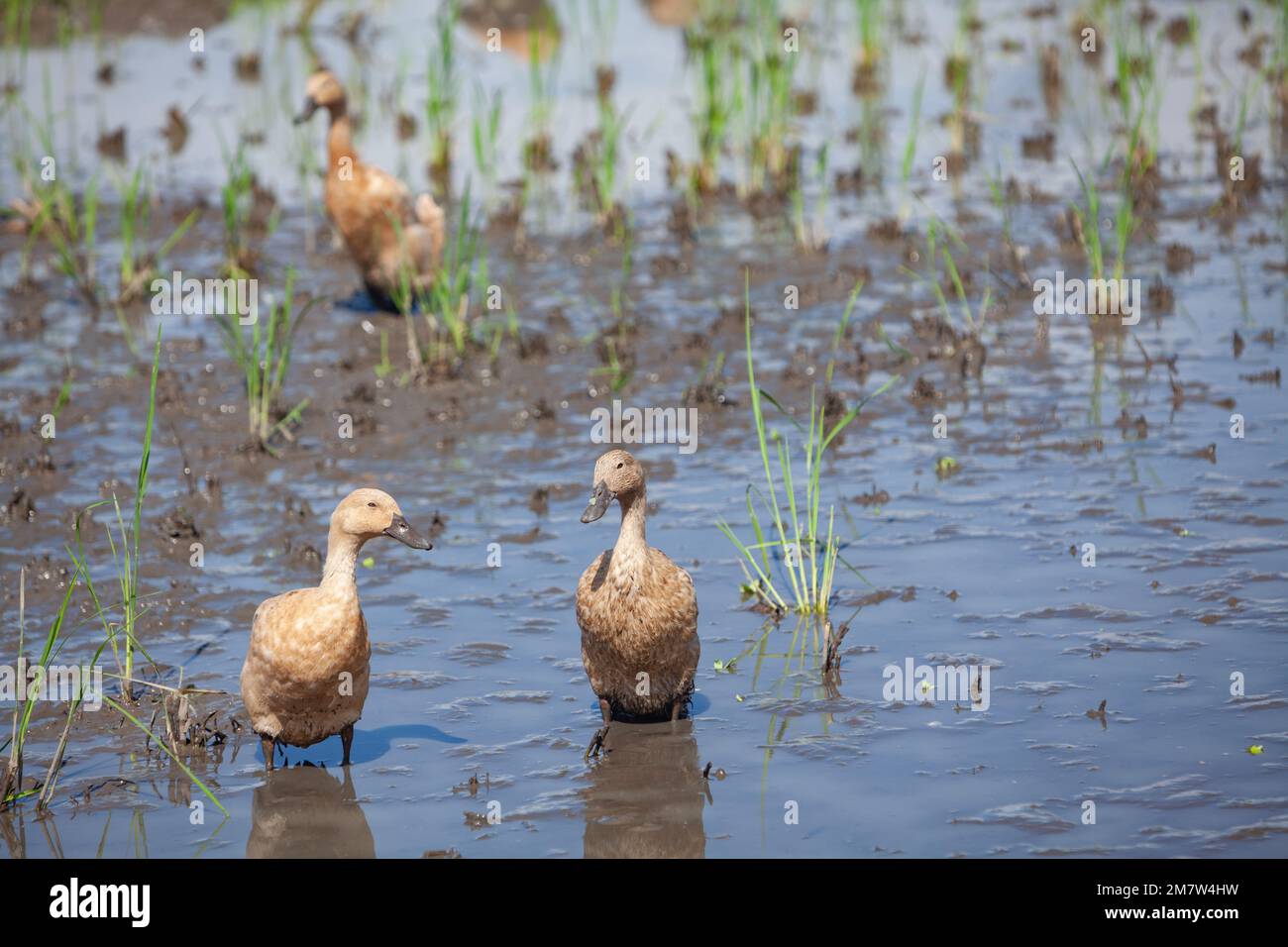 Flock of domestic ducks in Balinese rice field eating algae and insect ...