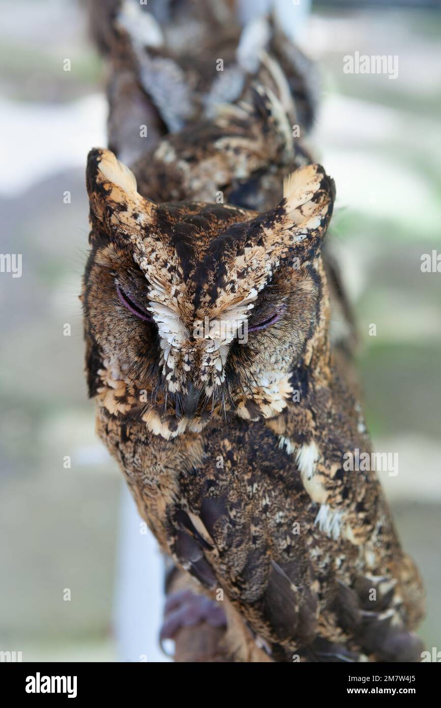 Indonesia scops owl hi-res stock photography and images - Alamy